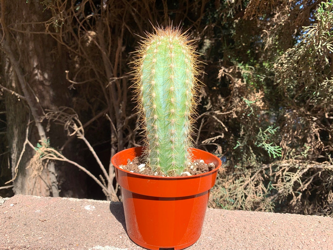 Pilocereus Azureus 4 Planta de Cactus Grande Regalo del - Etsy España
