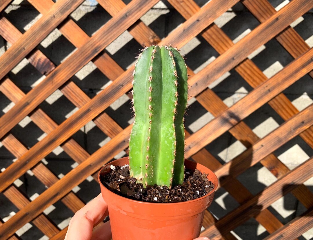 Rare Mexican Post Cactus Plant - Large Cactus-cacti Succulent-live ...