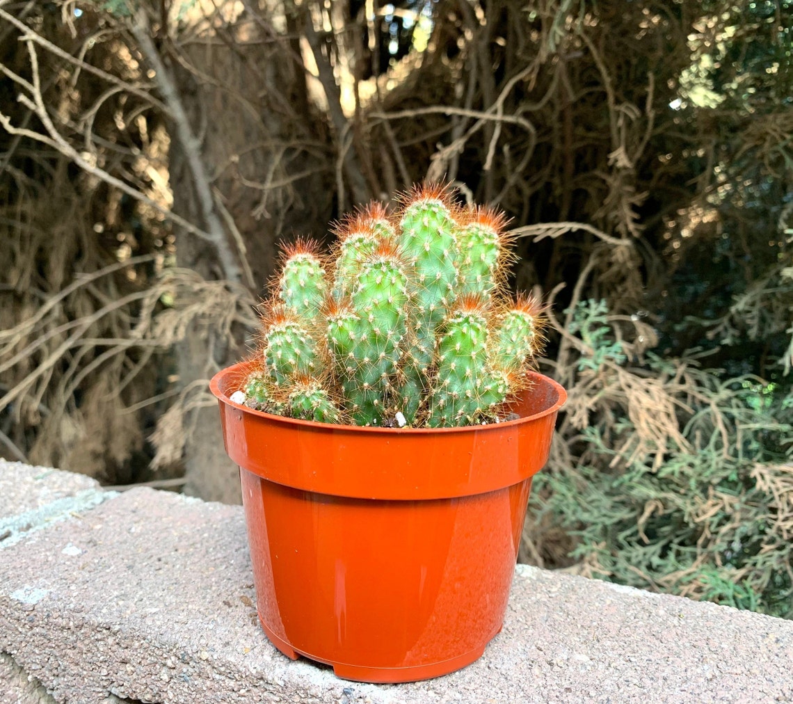 Cereus Peruvianus Curiosity Cactus Plant-Succulent & Cacti | Etsy