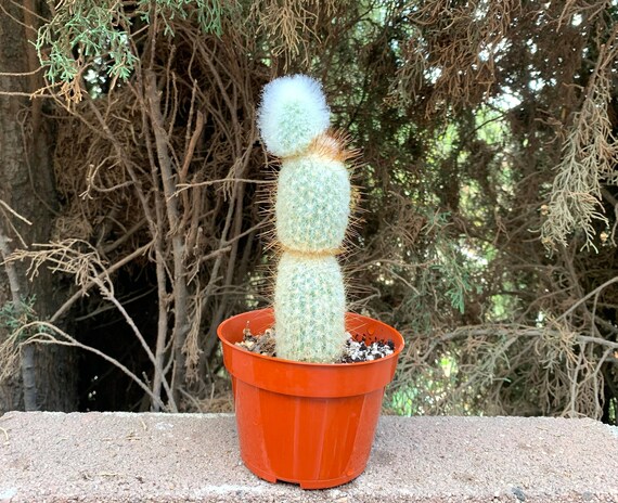Old Man Cactus Plant Large Cactus Plant White Cactus - Etsy