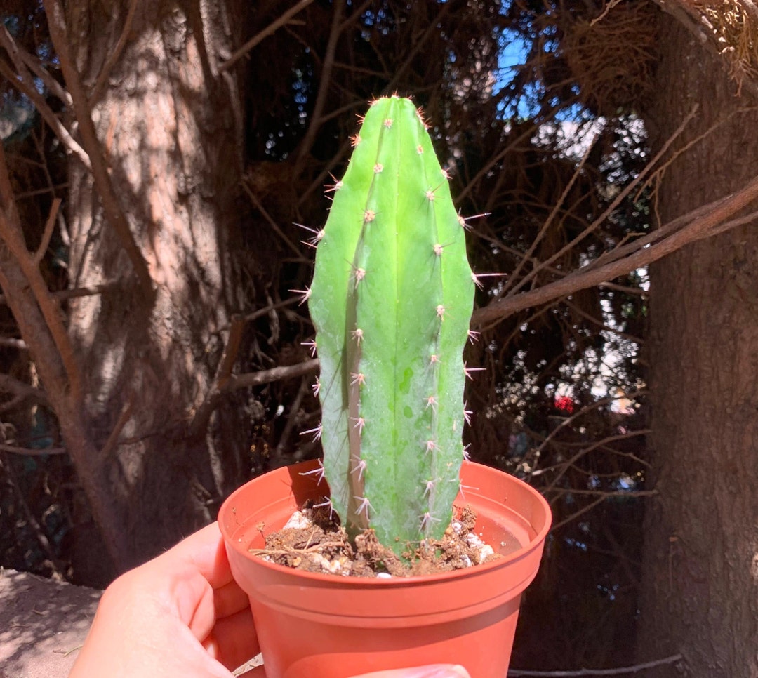 Polaskia Chichipe Cactus Succulent & Cacti Live Cactus - Etsy