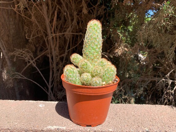 4 Lady Finger Cactus Angel Wing Cactus-optunia | Etsy