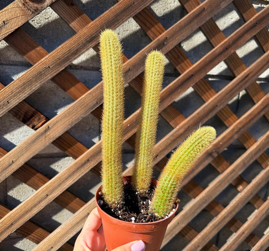 Large Monkey Tail Cactus Plant - Cacti Succulent - Live Plant Unique ...