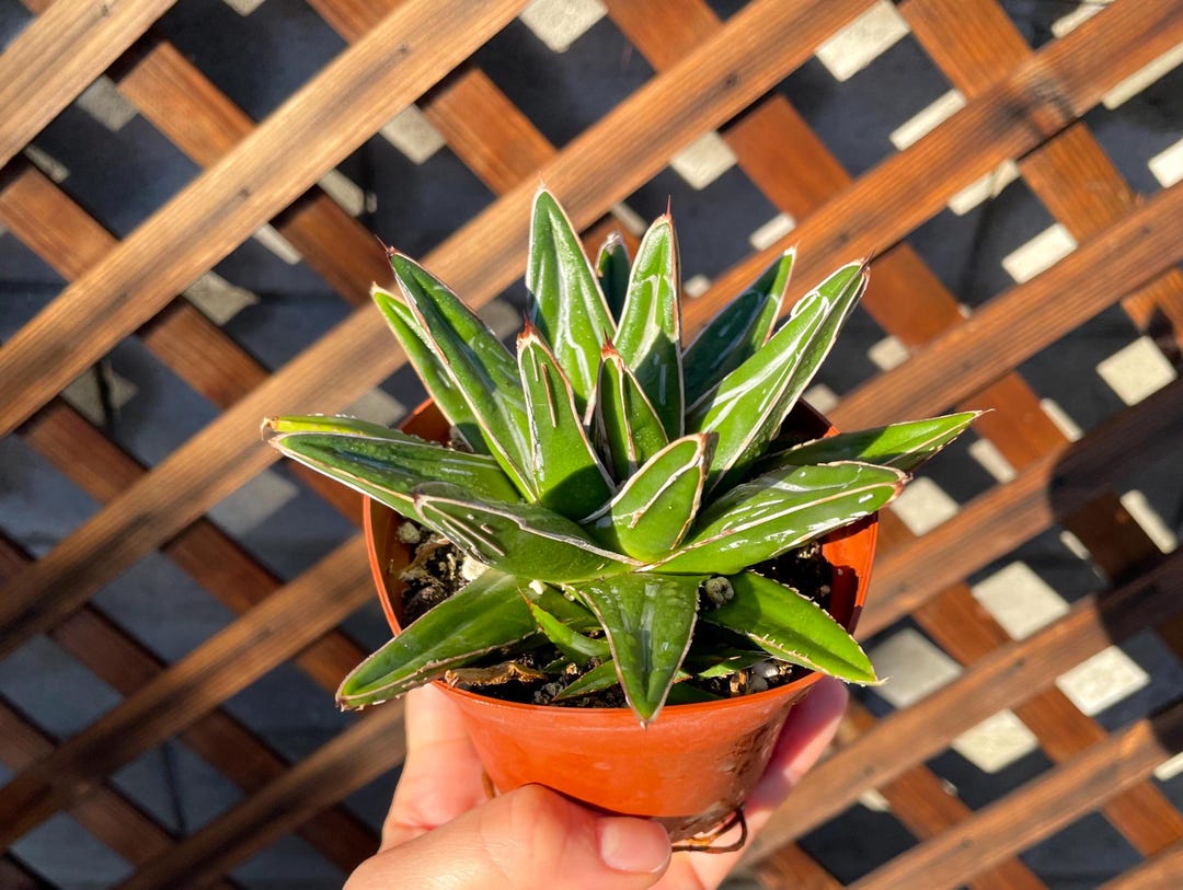 Variegated Agave Victoria Cactus - Cactus Plants -cacti Succulent-live ...