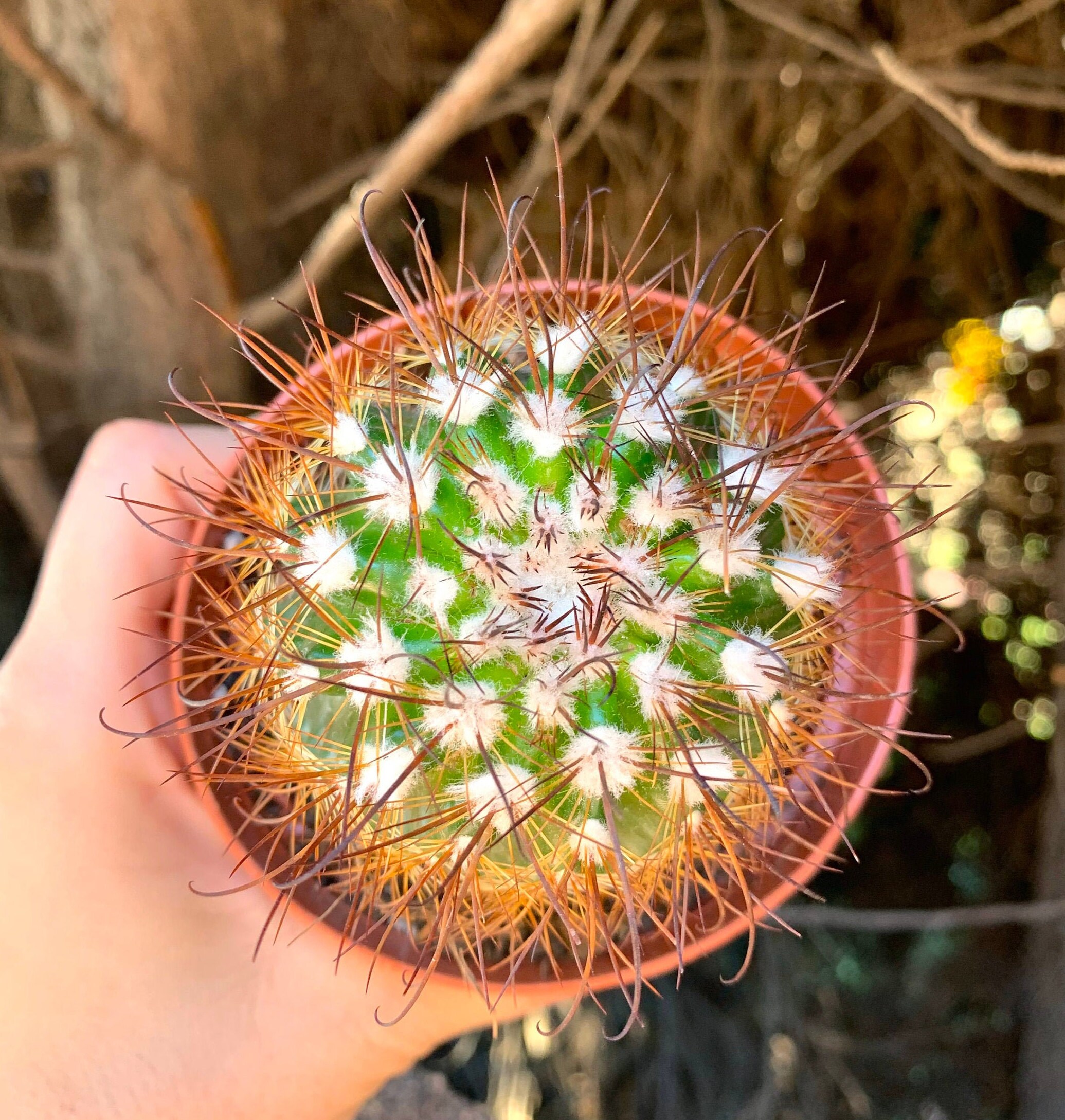 Cactus grandes de 4 Melocactus Conoideus Cacti | Etsy