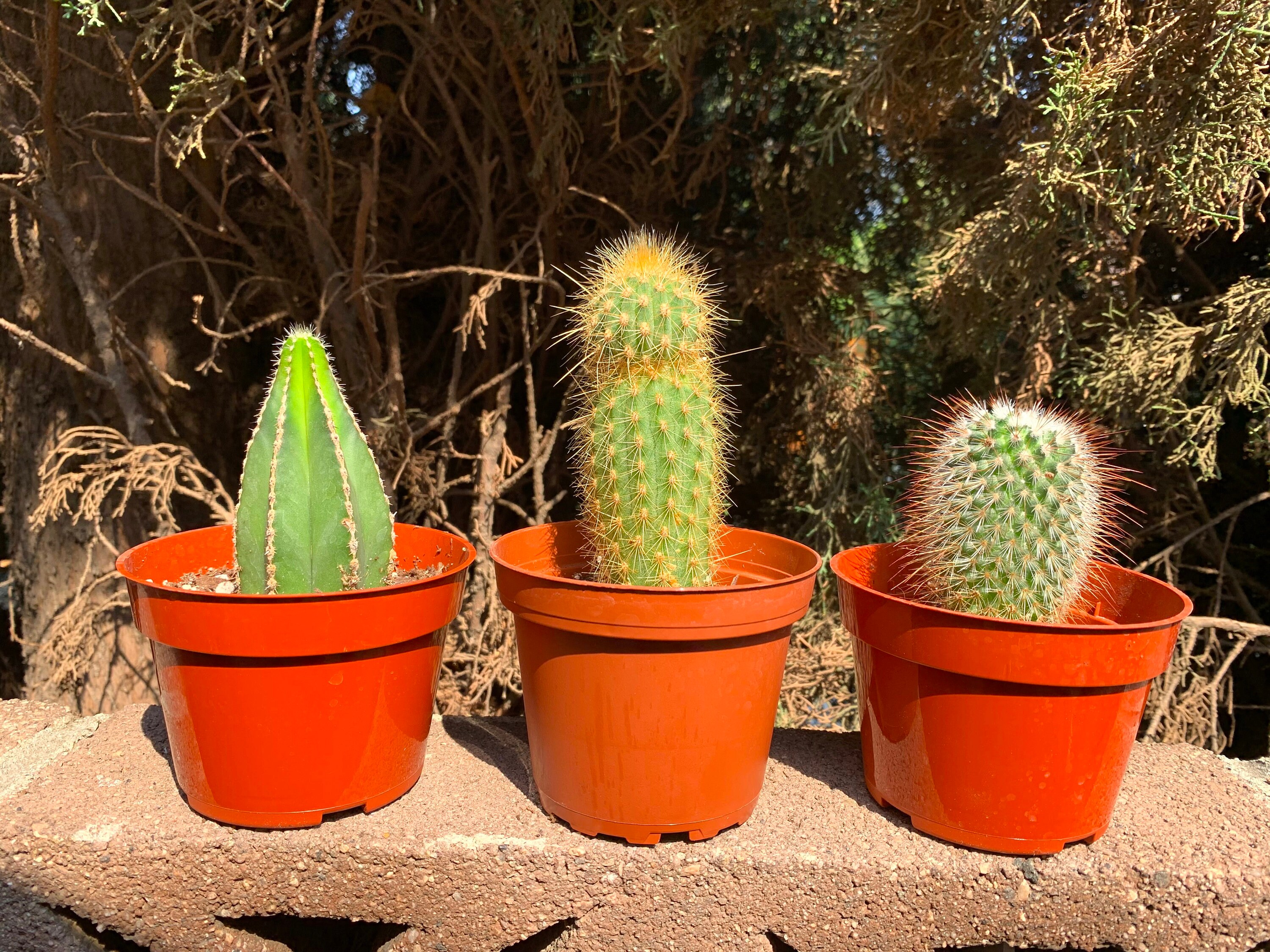 Outdoor & Gardening Live Succulent Live Cactus live cactus plant ...