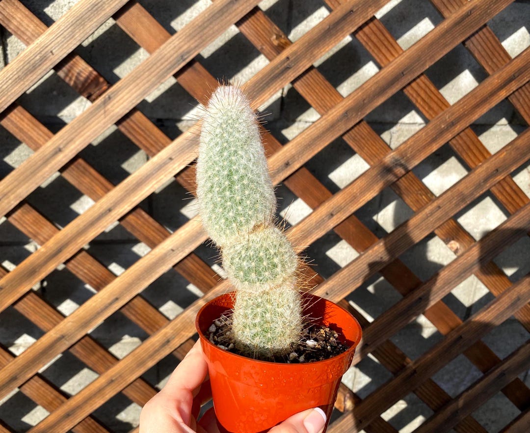 4" Old Man Cactus Plant - Cactus Plant- Cactus Plant-live Cactus ...