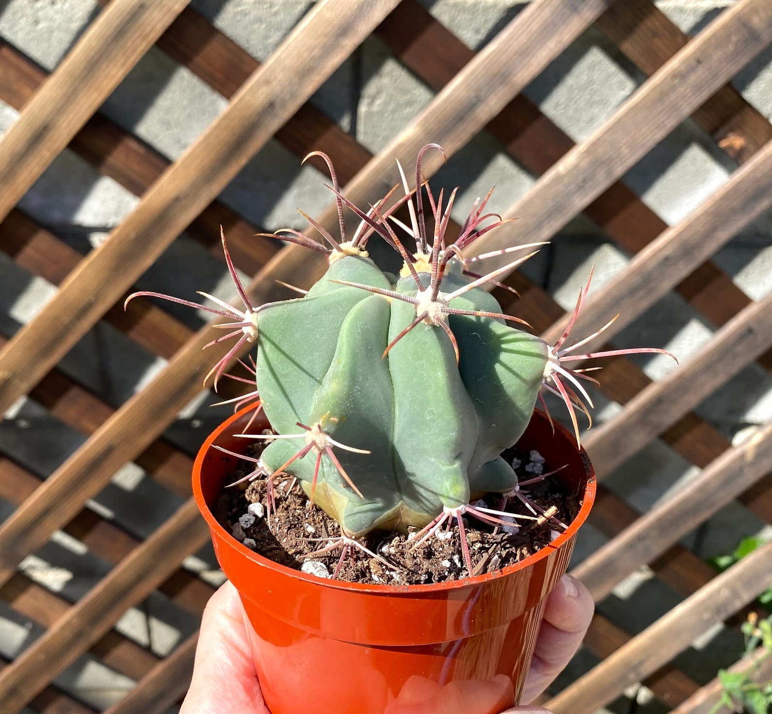 Large Devil's Tongue 4 Cactus Plant Cacti Succulent-live Plant Unique ...