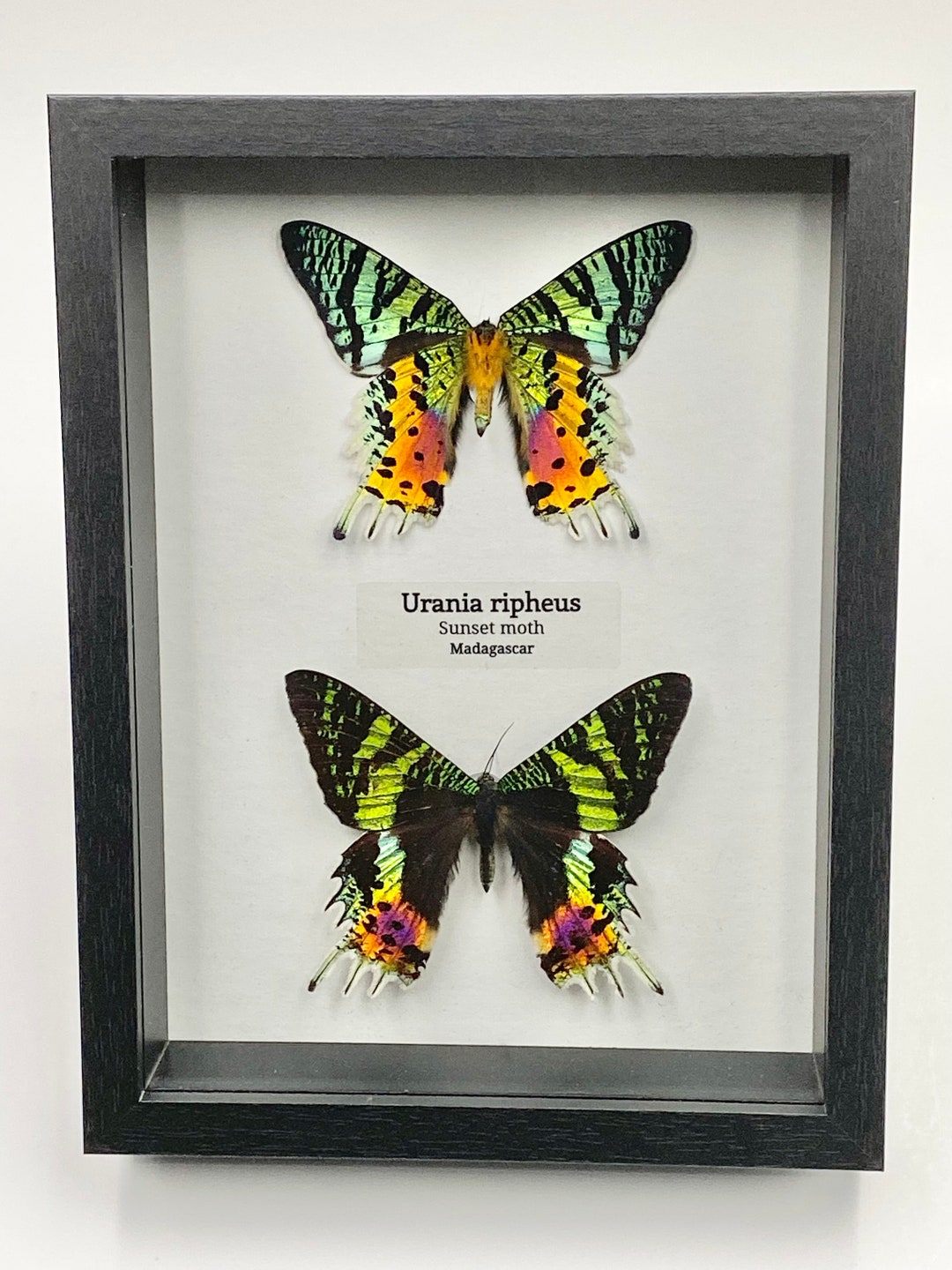 Framed Sunset Moths in Taxidermy Display. Pair Urania Ripheus Moths ...