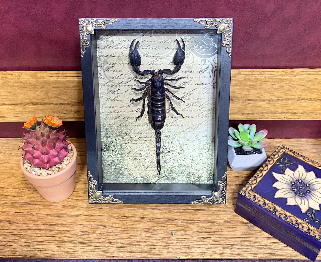 Framed Emperor Scorpion Taxidermy Display, Heterometrus Laoticus From ...