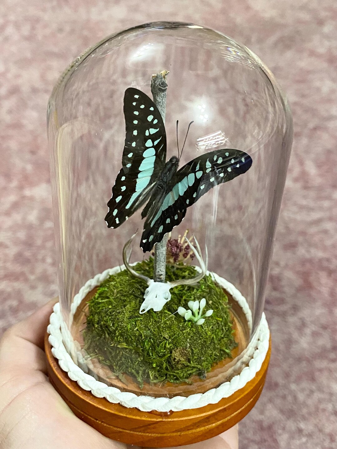 Clock Dome Insect Butterfly Taxidermy Display. Graphium Doson Species ...