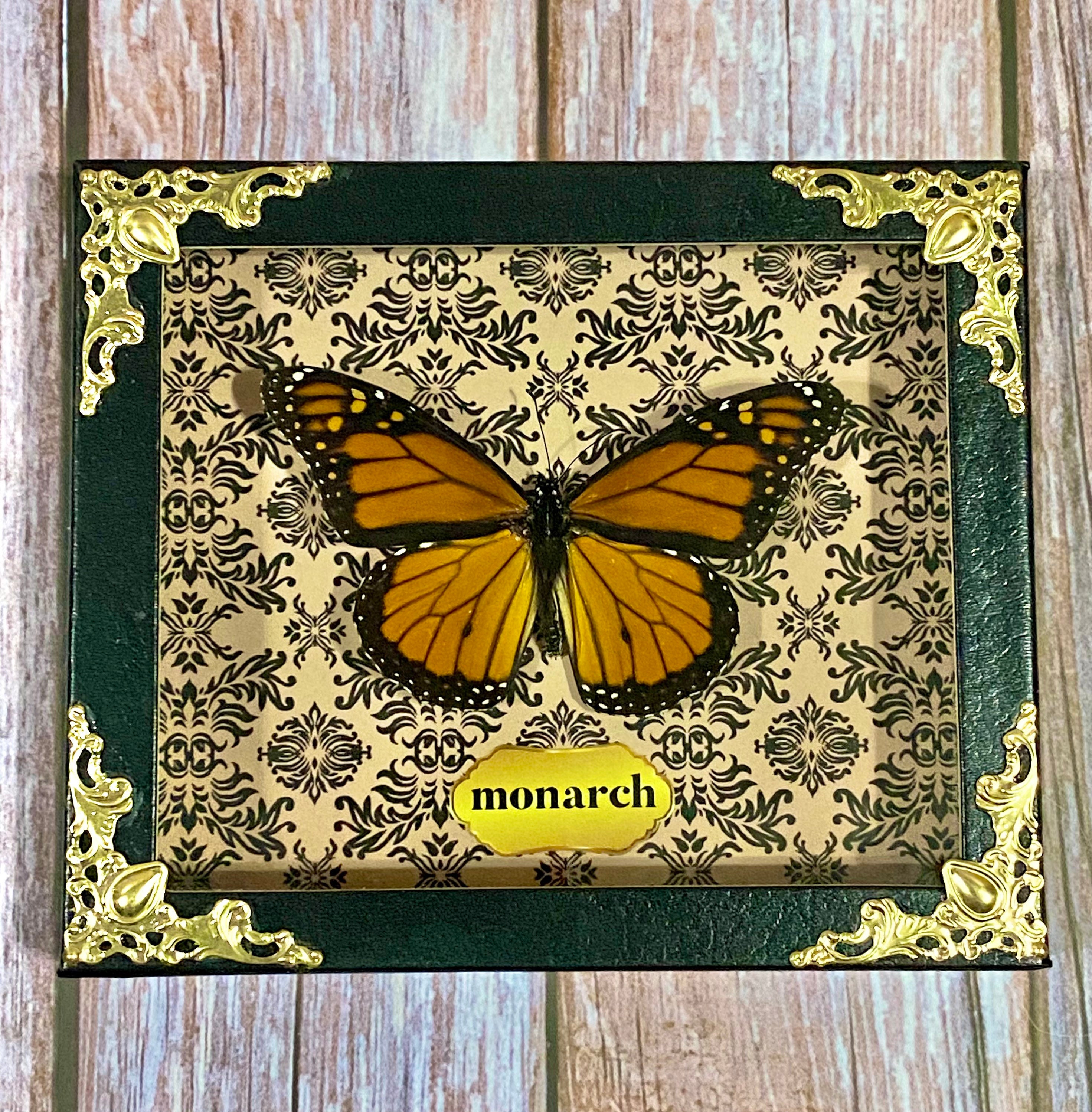 Home & Living Taxidermy & Curiosities Danaus plexippus Monarch ...