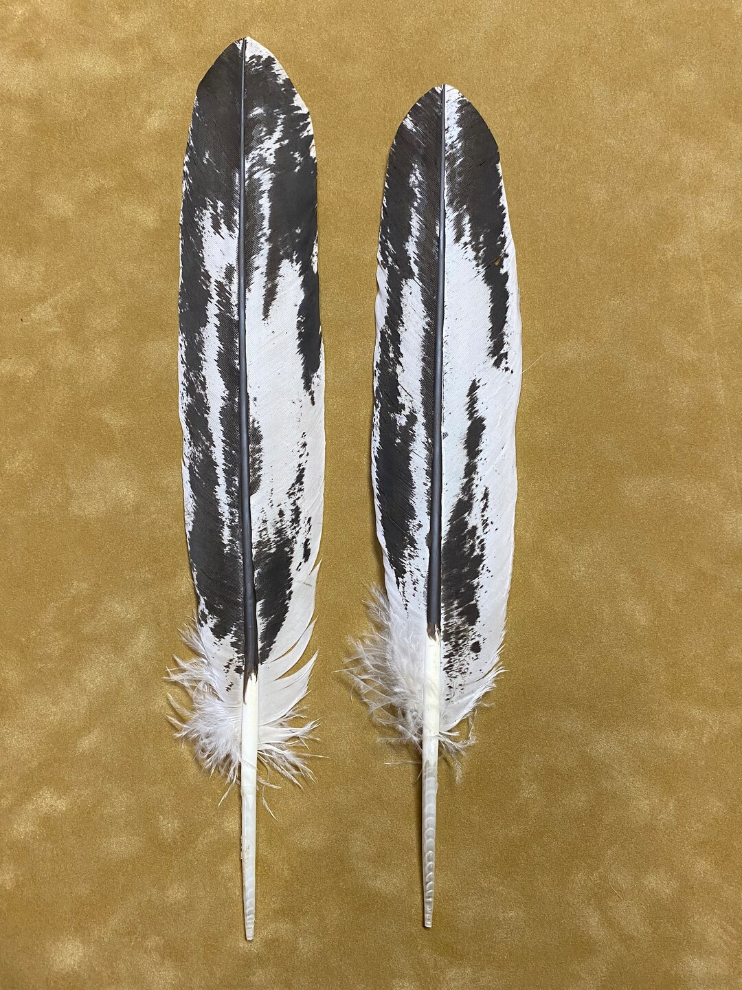 Best Painted Eagle Feathers, Powwow Regalia, Native American Craft ...