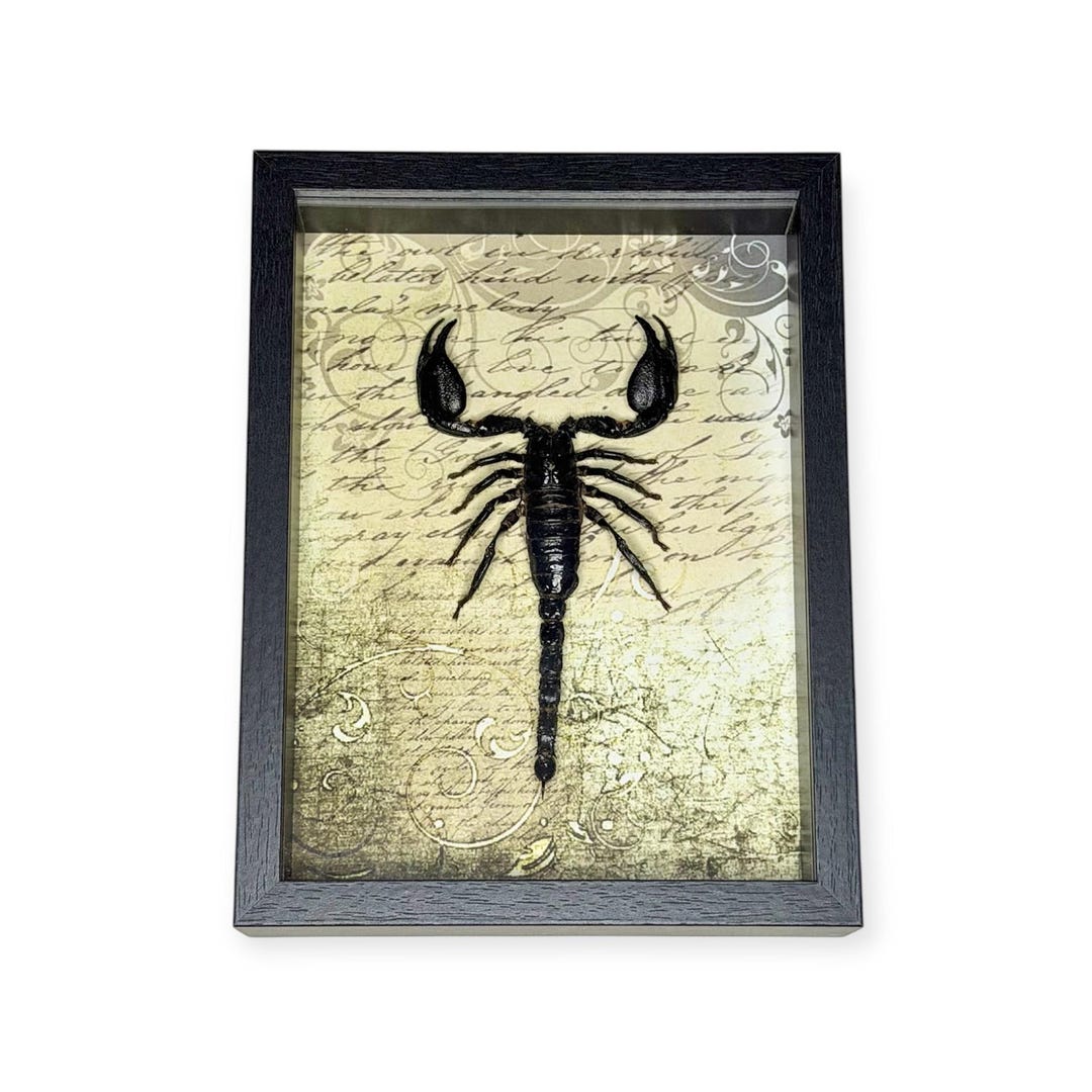 Real Framed Emperor Scorpion Taxidermy Display. Real Life Gothic Wall ...