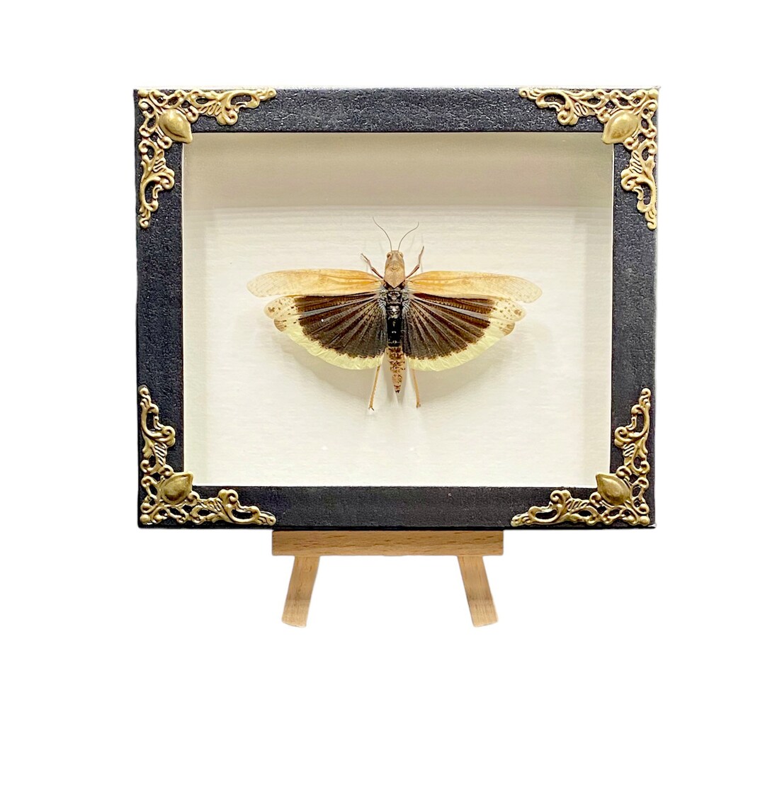 Real Carolina Locust Grasshopper Taxidermy Shadow Box. Wing Spread ...