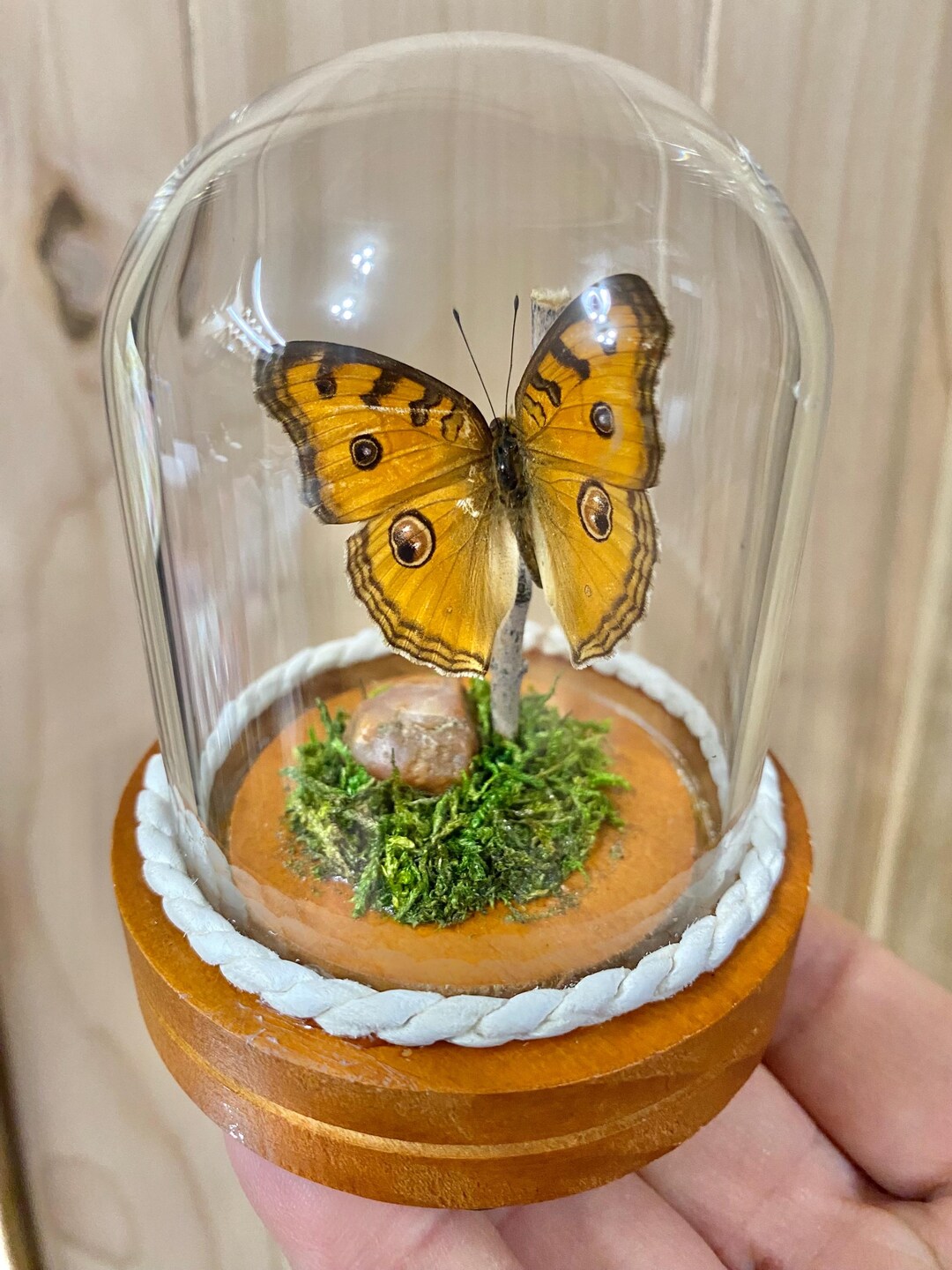Clock Dome Insect Butterfly Taxidermy Display. Two Pair Real Junonia ...