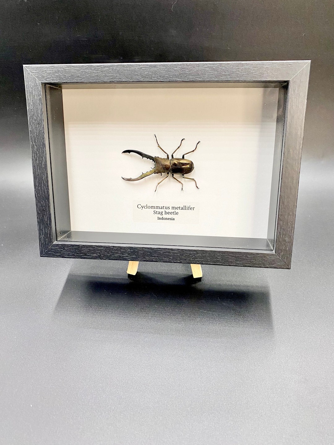 Real Cyclommatus Metallifer Stag Beetle Taxidermy Display, Insect ...