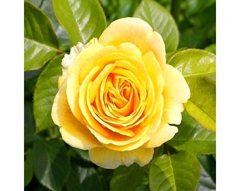 Yellow Rose Art - Etsy