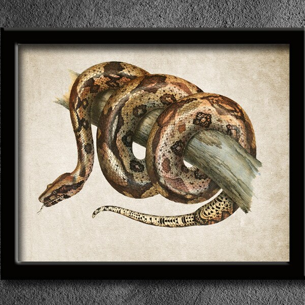 Boa Constrictor - Etsy