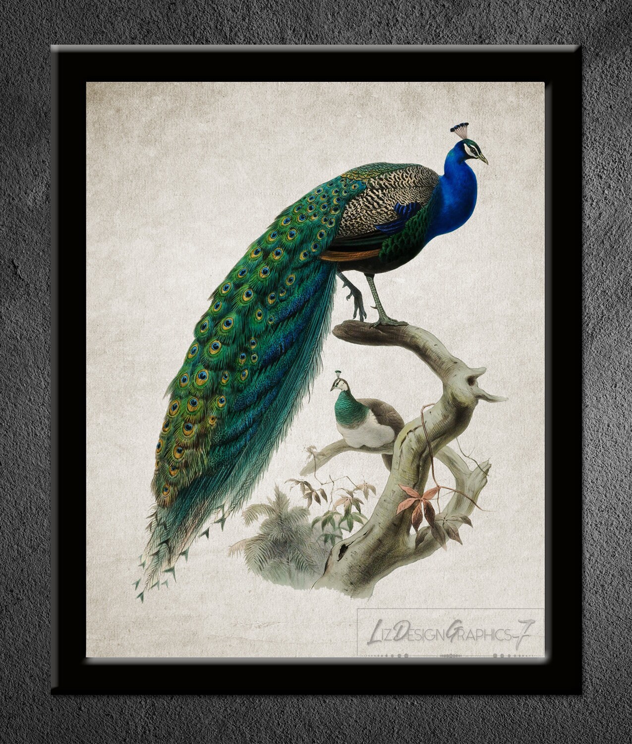 Peacock Digital Print - Peacock Illustration - Peacock Instant Download ...