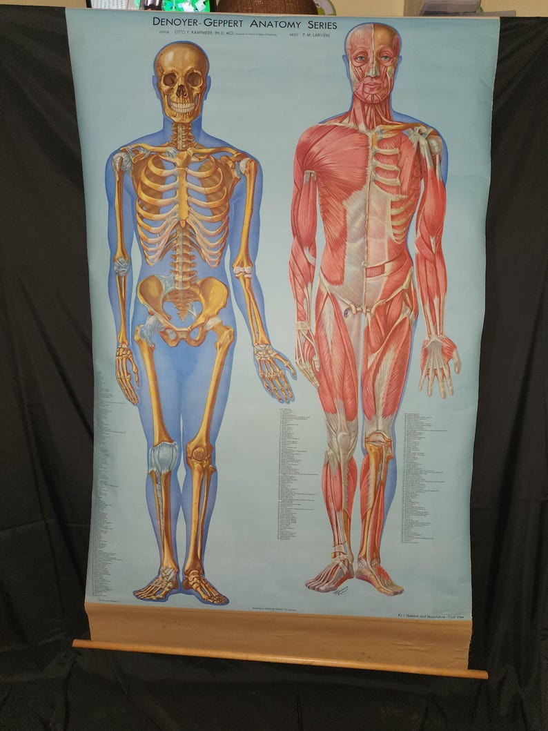 Vintage Human Anatomy Charts Set of 10 Nystrom 1918 American Frohse ...