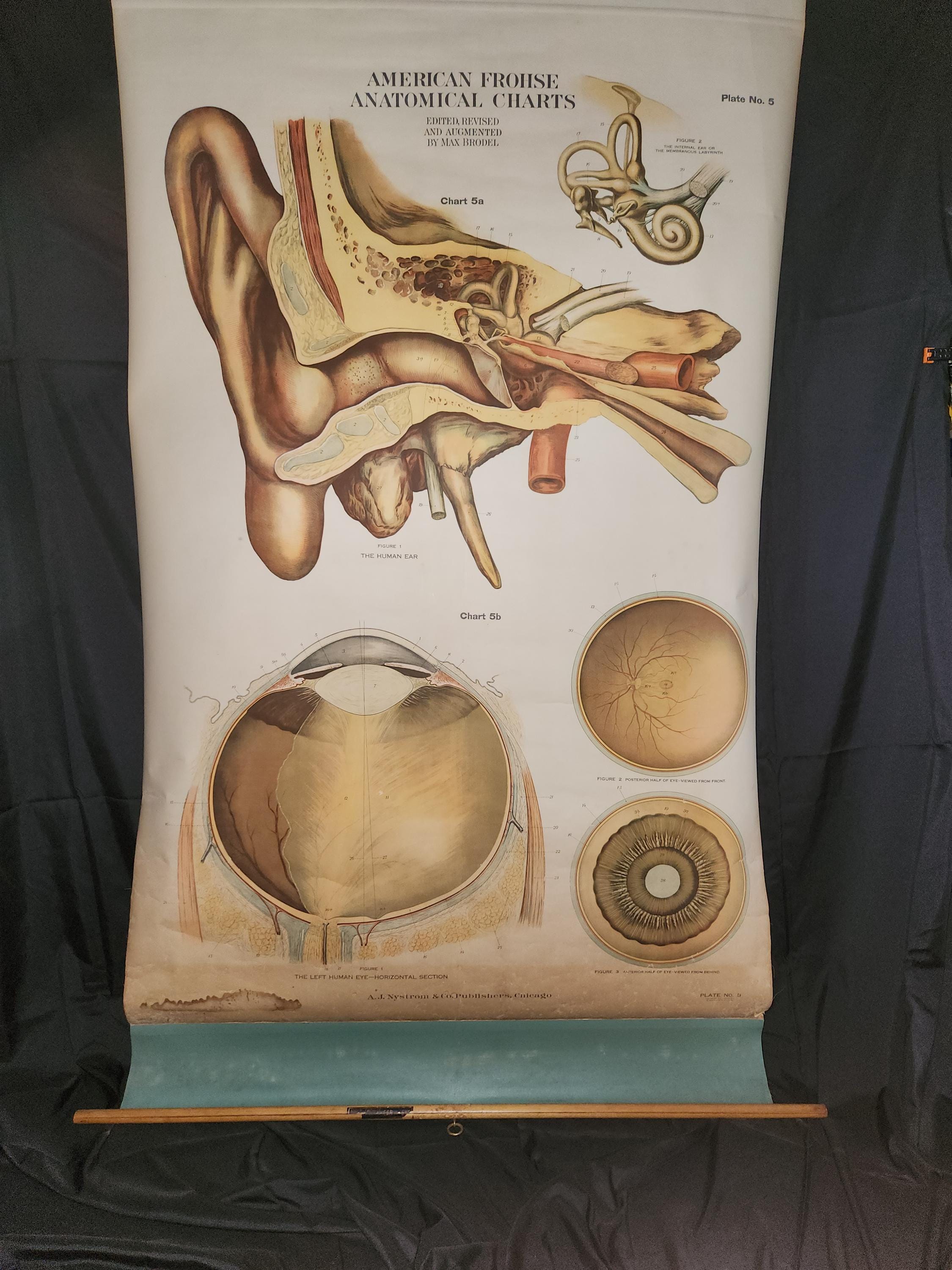 Vintage Chart Set: Human Anatomy by Nystrom, Frohse & Denoyer-geppert ...