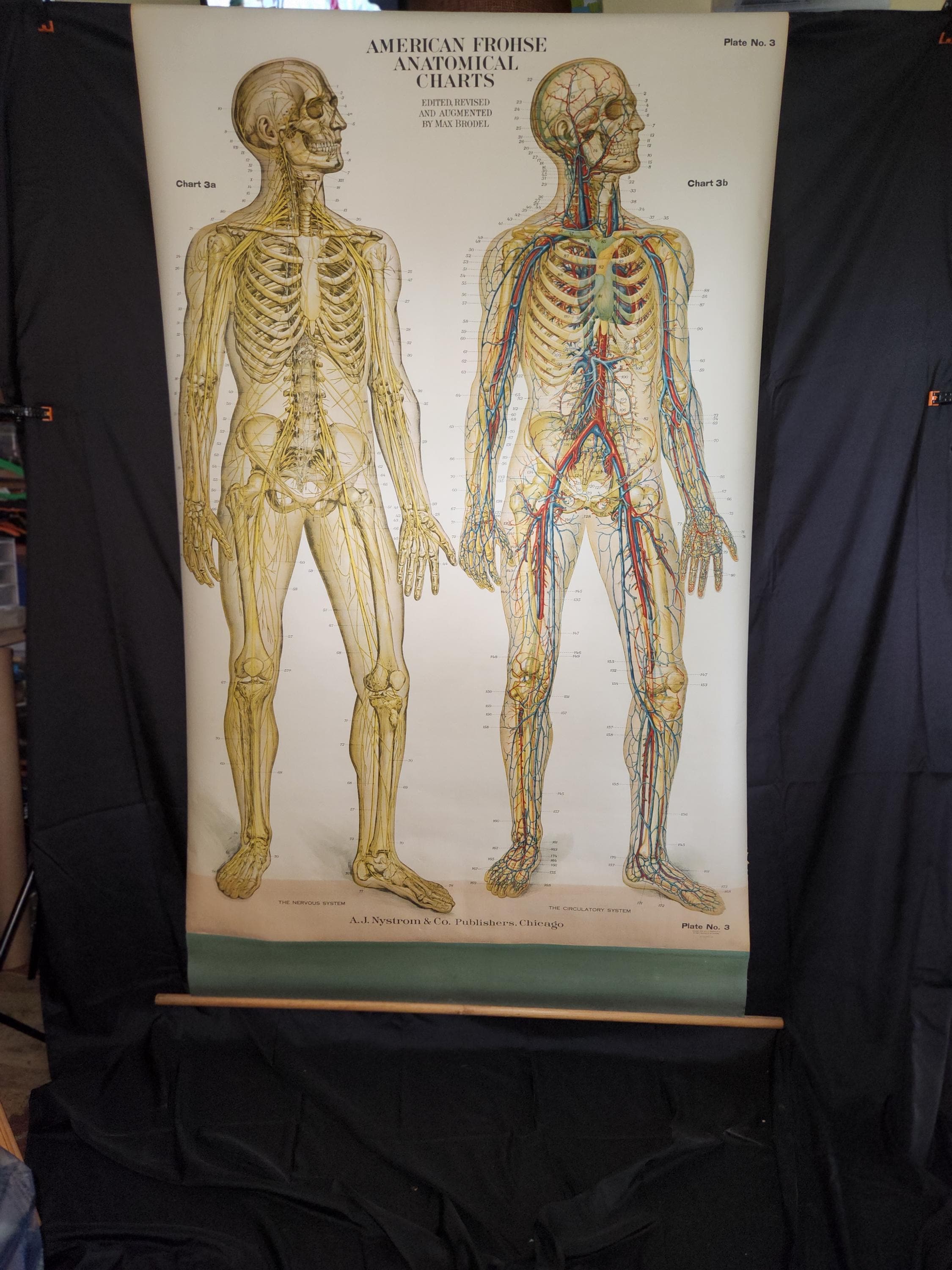 Vintage Human Anatomy Charts Set of 10 Nystrom 1918 American Frohse ...