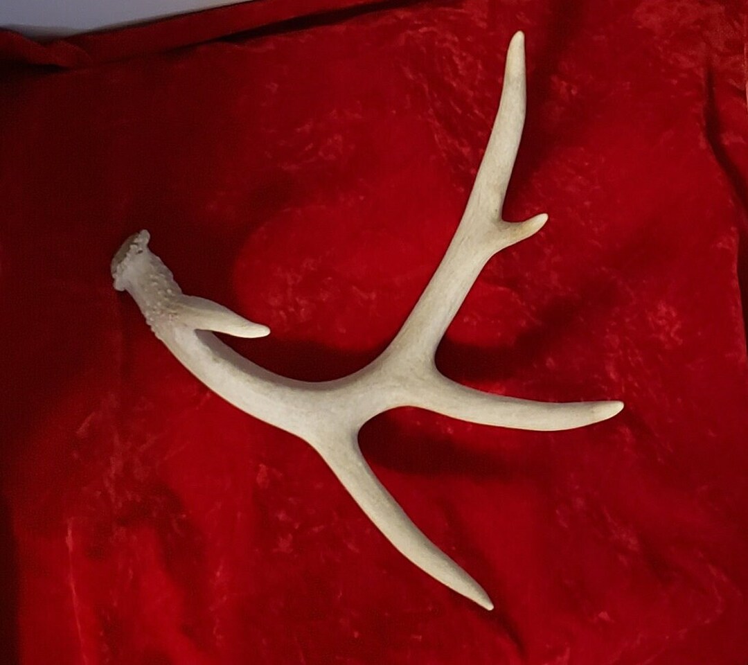 5 Point Natural Deer Antler, Naturally Shed Deer Antler, Deer Horns, 5 ...