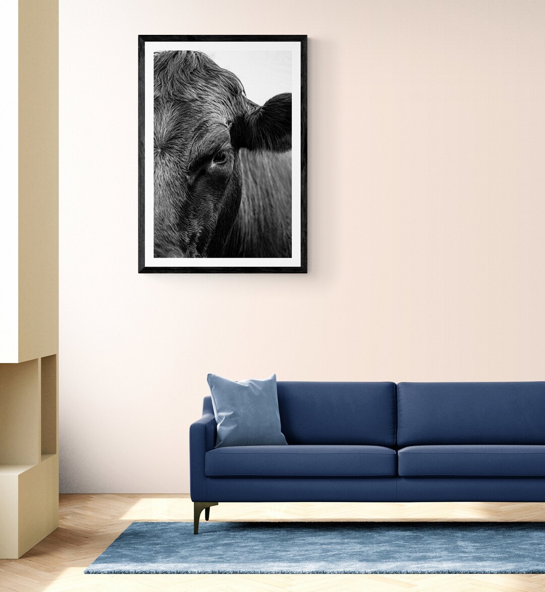 Bullseye - Welsh Black Bullock. Fine Art Photographic Print. Bull ...