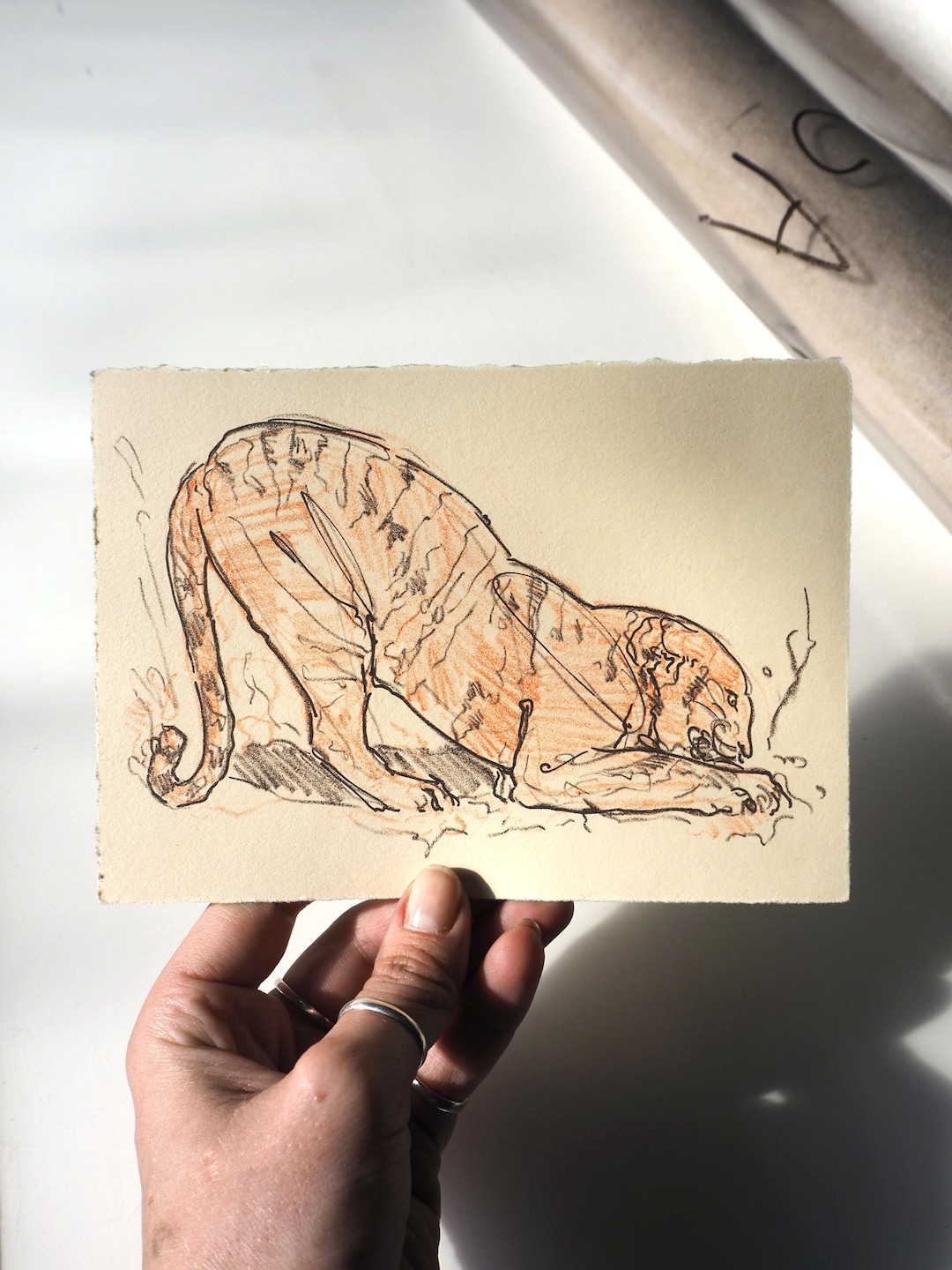 The Tiger, Stone Lithograph Print, Animal Illustation - Etsy