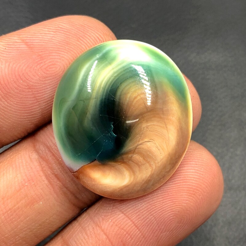 Operculum Shell - Etsy