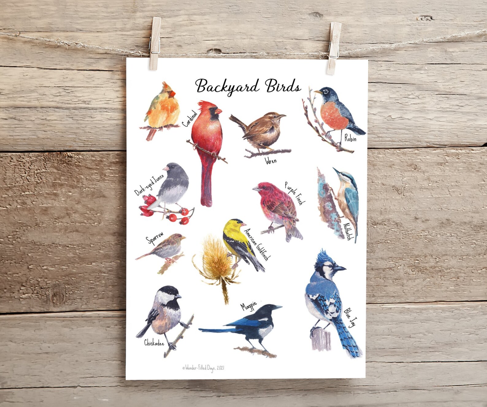 Watercolor Backyard Birds Poster & Flashcards | Etsy