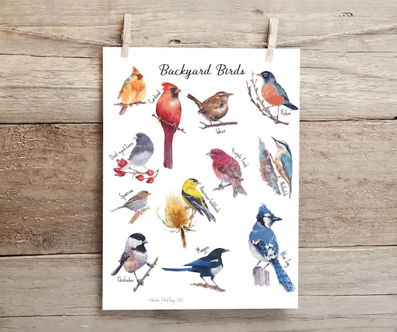 Watercolor Backyard Birds Poster & Flashcards hard Copy | Etsy