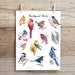 Watercolor Backyard Birds Poster & Flashcards hard Copy | Etsy