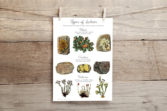 Types of Lichen Poster & Cards | Etsy