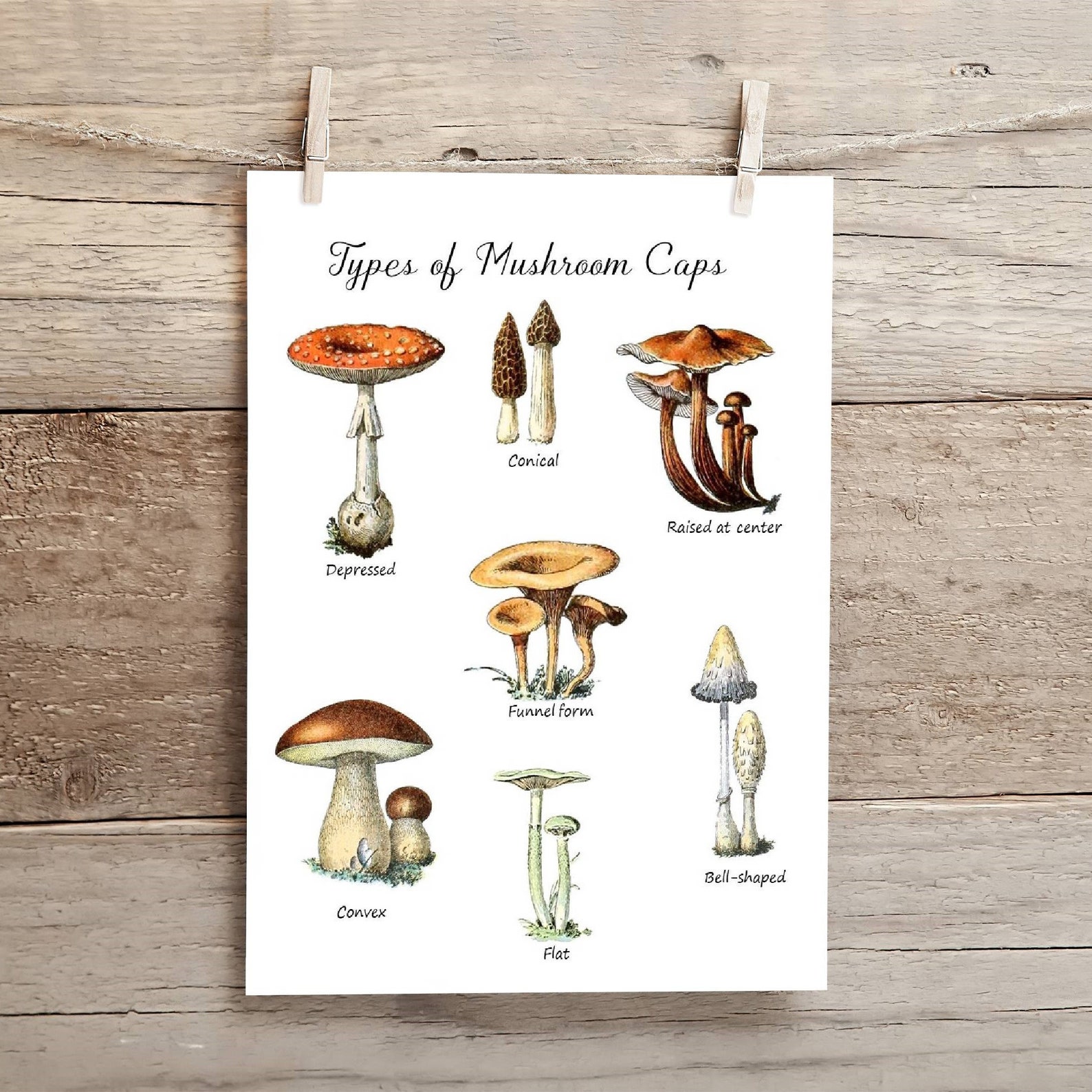 Mushroom Anatomy Cap Types Poster & Flashcards - Etsy Ireland