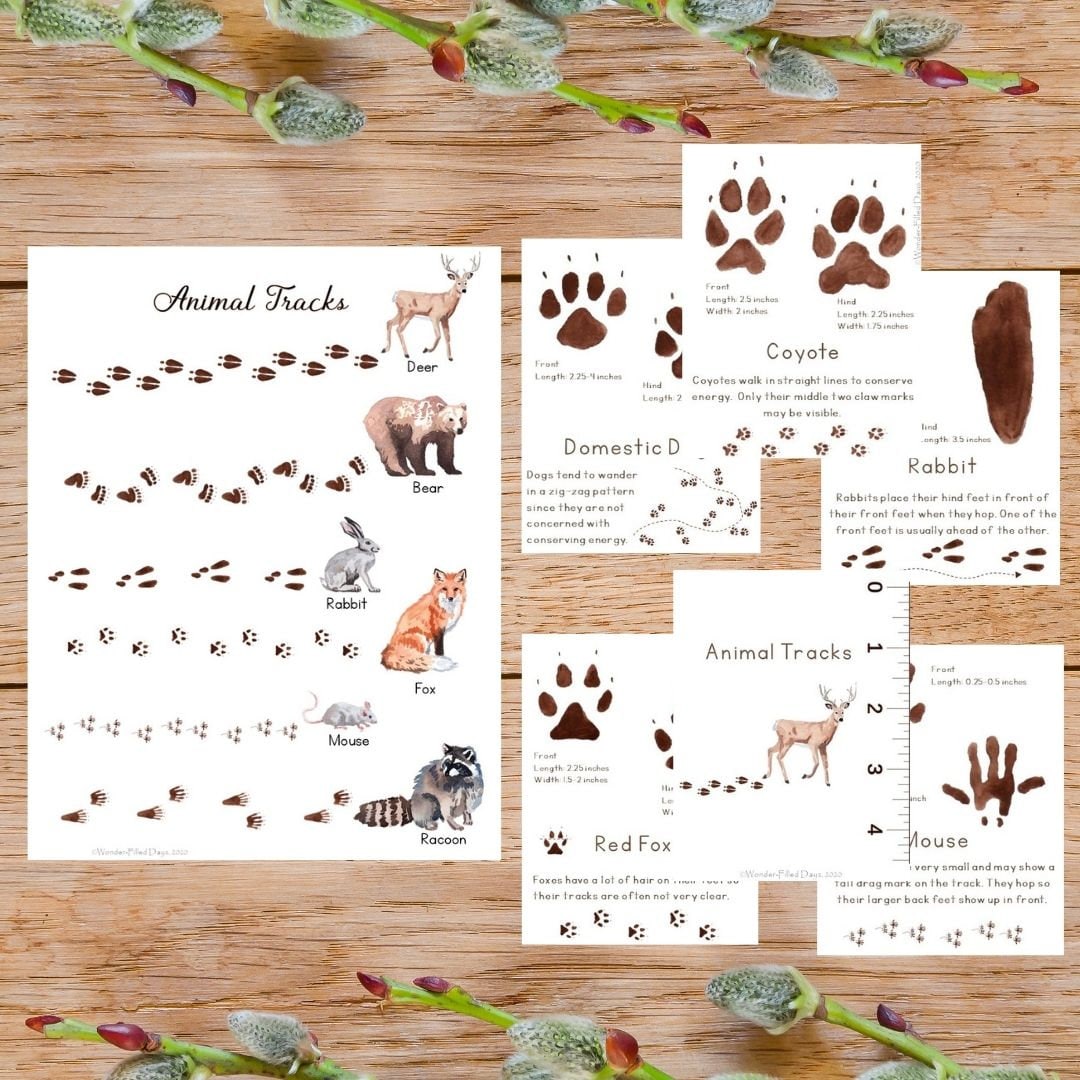 Animal Tracks Cards & Poster - Etsy