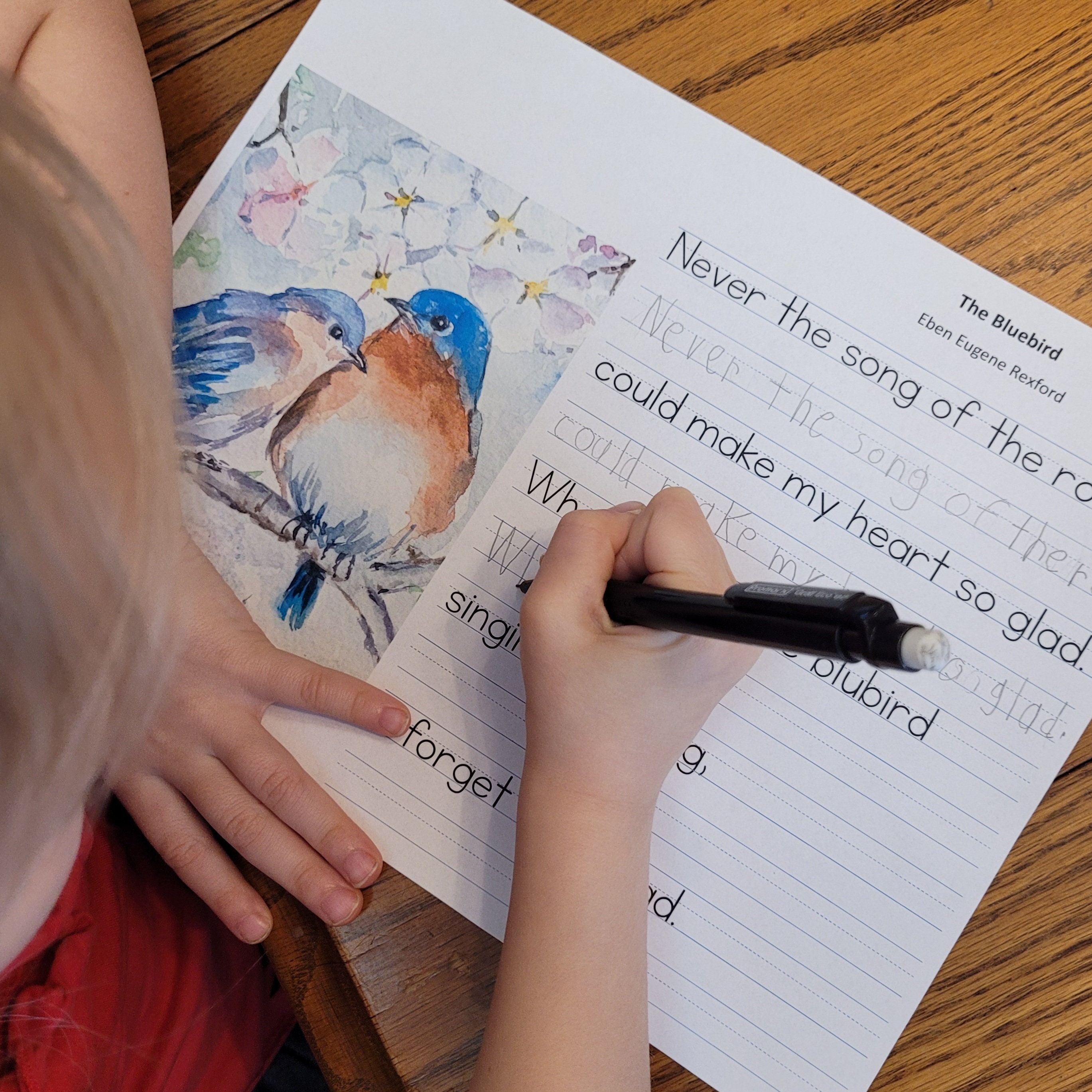 Watercolor Backyard Birds Poster & Flashcards | Etsy