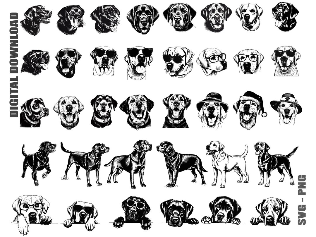 Labrador Retriever SVG, Labrador Retriever Png, Labrador Retriever Svg ...