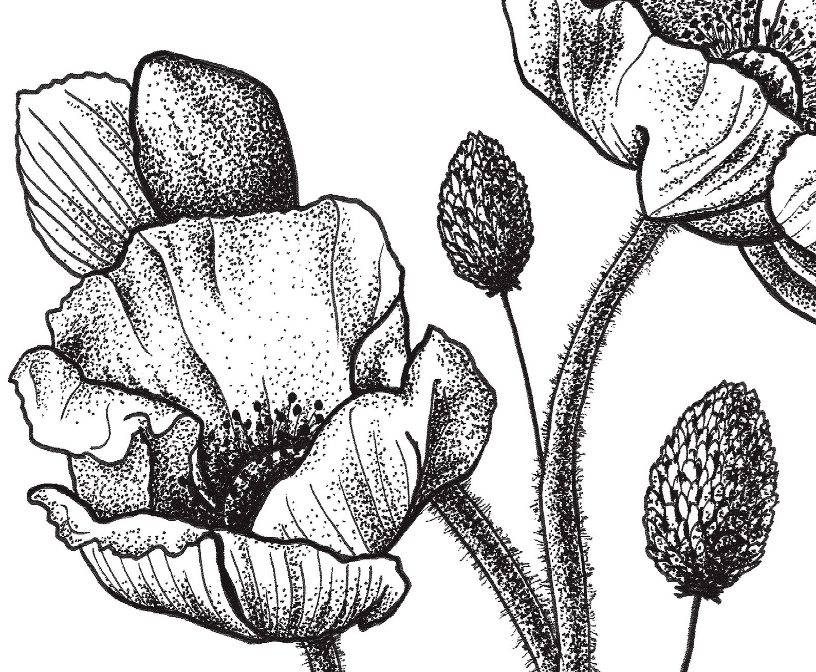 Botanical Ink Illustration Black and White Wall Art Hand - Etsy