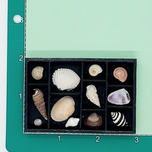 Display Case, Shadow Box, Mini Seashell Collection for Miniatures - Etsy