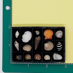 Display Case, Shadow Box, Mini Seashell Collection for Miniatures - Etsy