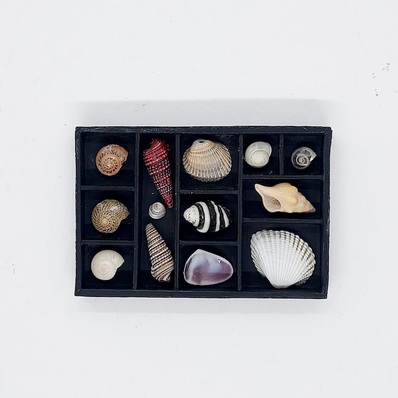 Seashell Display Box - Etsy