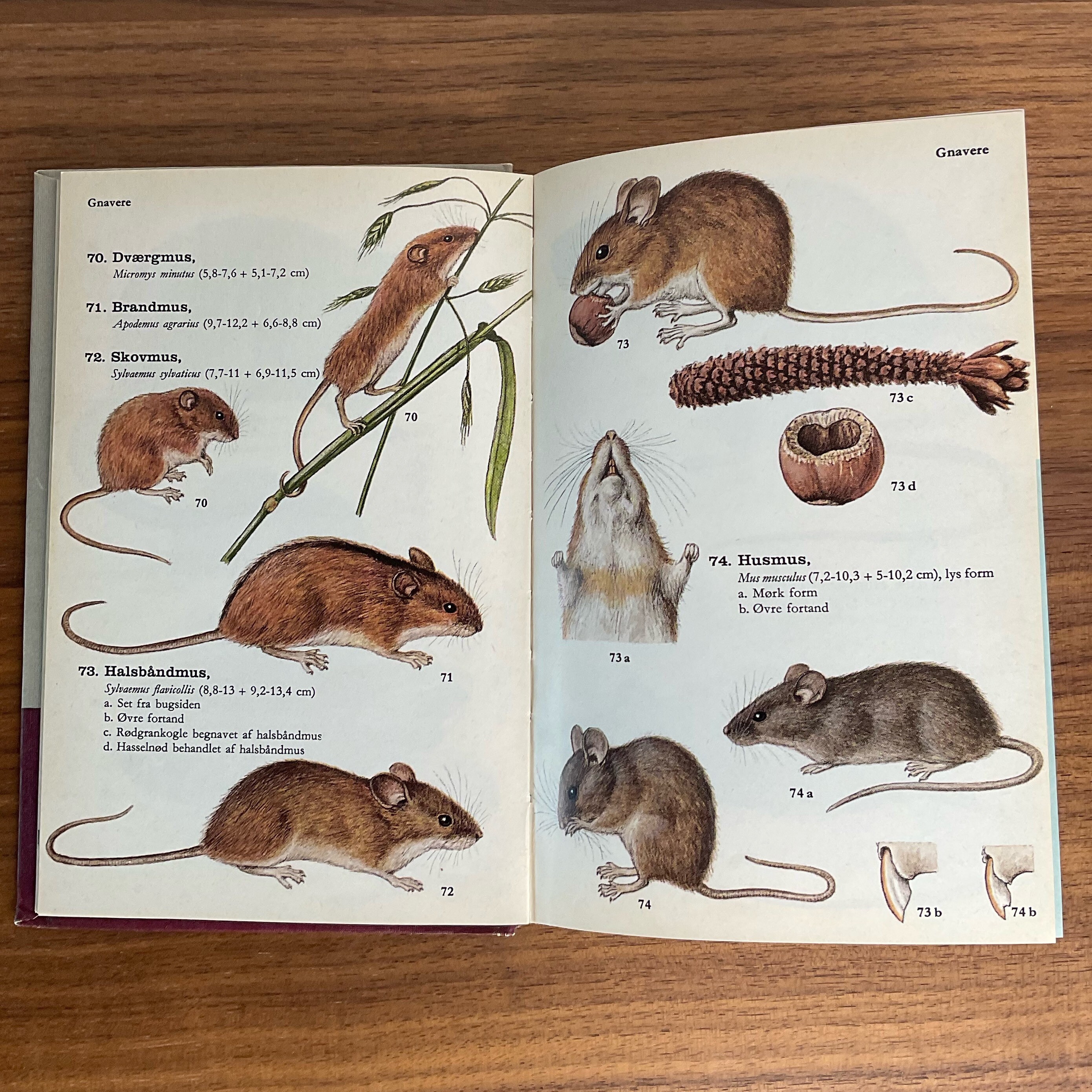Vintage Mammals Guide Book 1970 Handdrawn Illustrations - Etsy