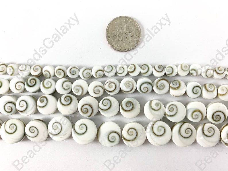 Shiva Eye Shell - Natural Indonesian Snowy-white Swirl Coin Shape Shell ...