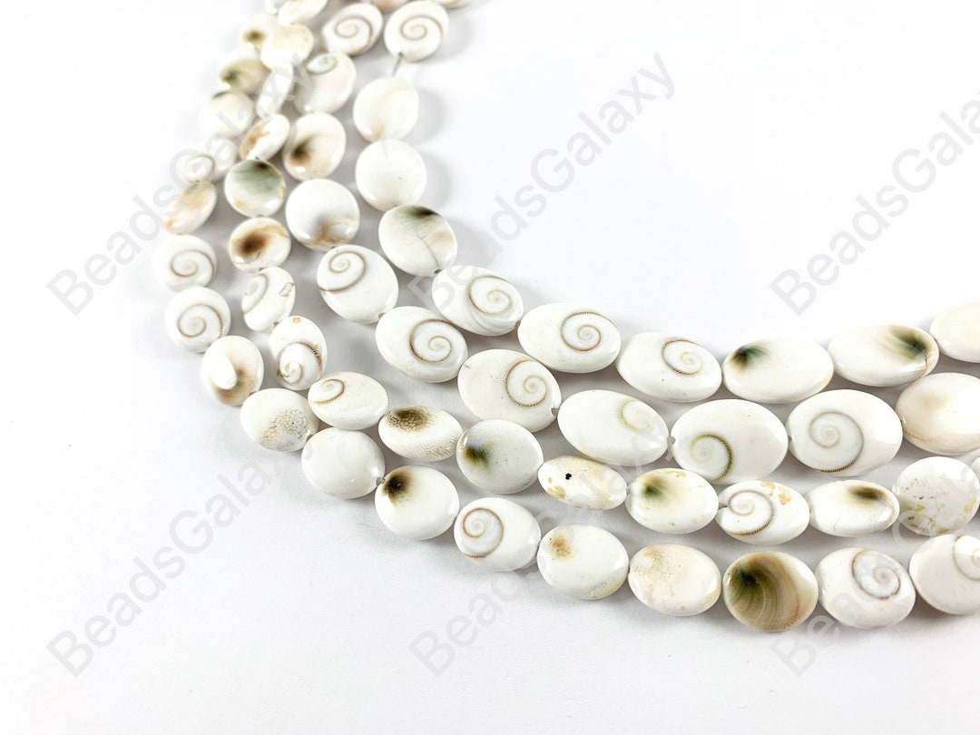Shiva Eye Shell - Natural Indonesian Snowy-white Swirl Oval Shape Shell ...