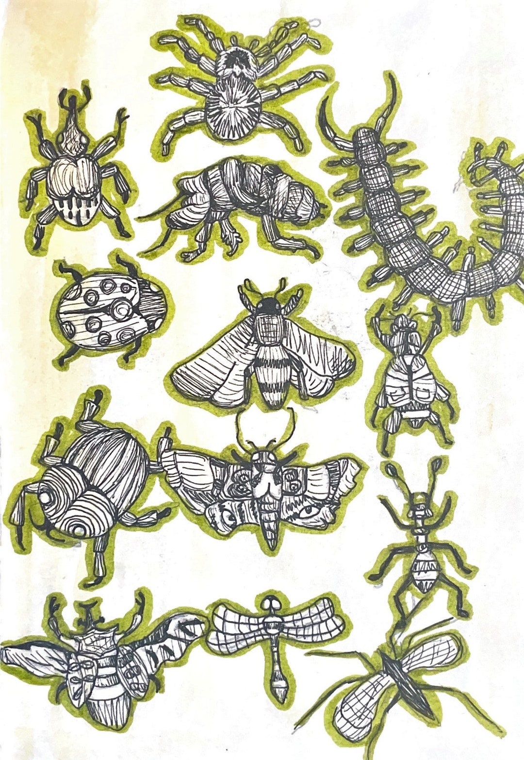 Insect Print - Etsy