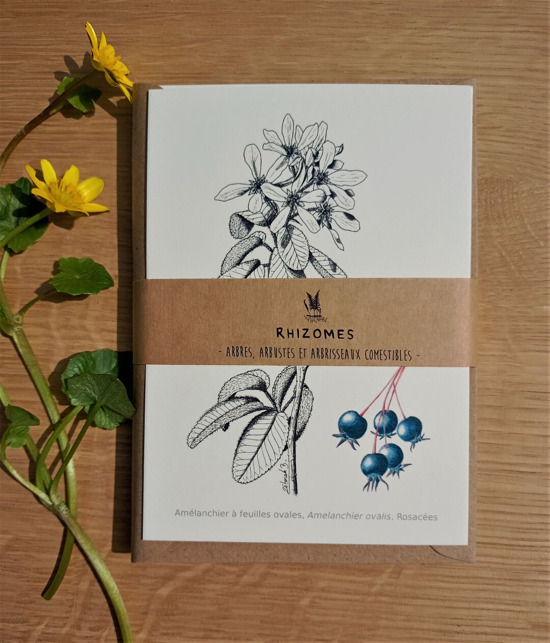 Set of 12 Postcards "edible Trees, Shrubs and Bushes" + Envelopes - Etsy