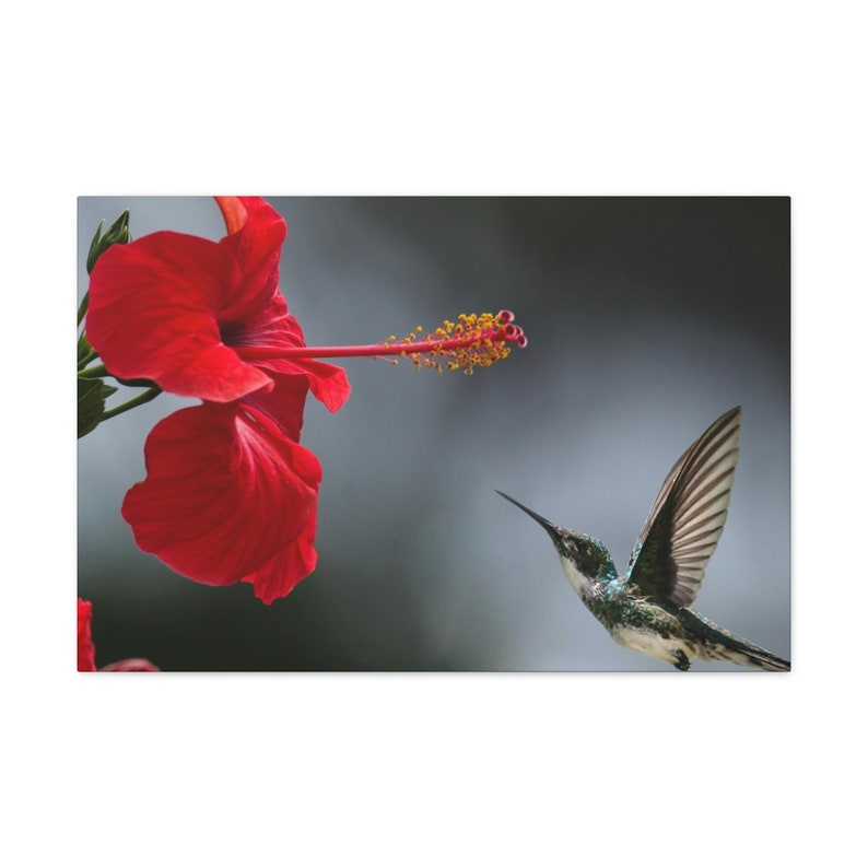Hummingbird Canvas Wall Art Hummingbird Painting Colorful Hummingbird ...