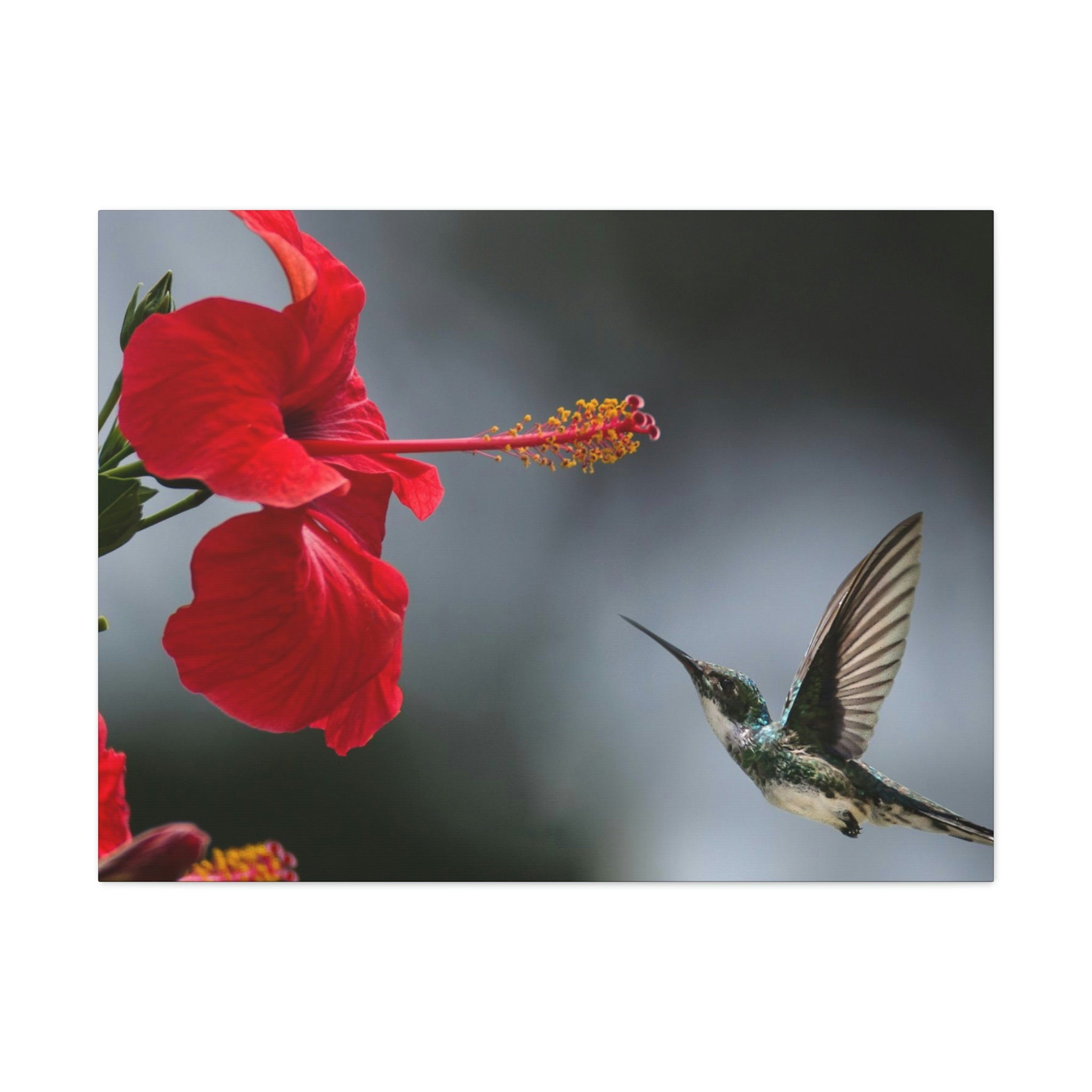 Hummingbird Canvas Wall Art Hummingbird Painting Colorful Hummingbird ...
